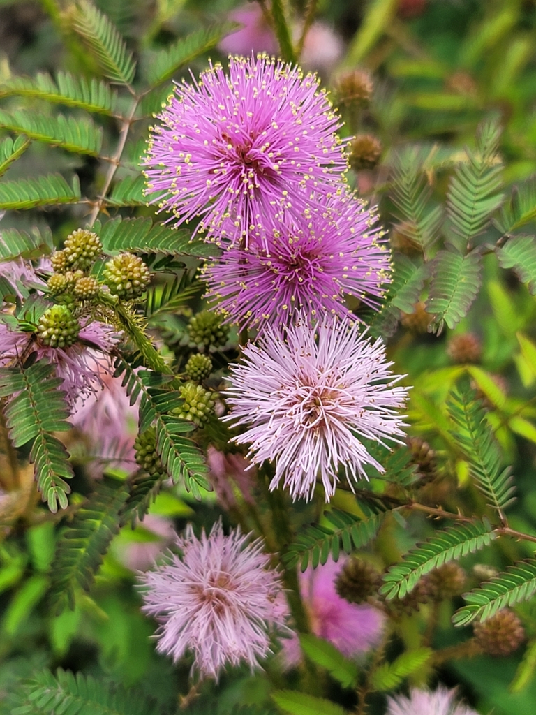 littleleaf sensitive-briar in May 2024 by kazakhdad · iNaturalist
