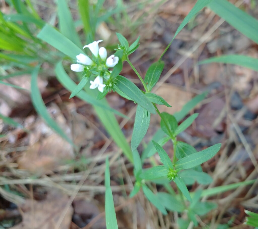 summer bluet from Dekalb County, GA, USA on May 10, 2024 at 10:57 AM by ...