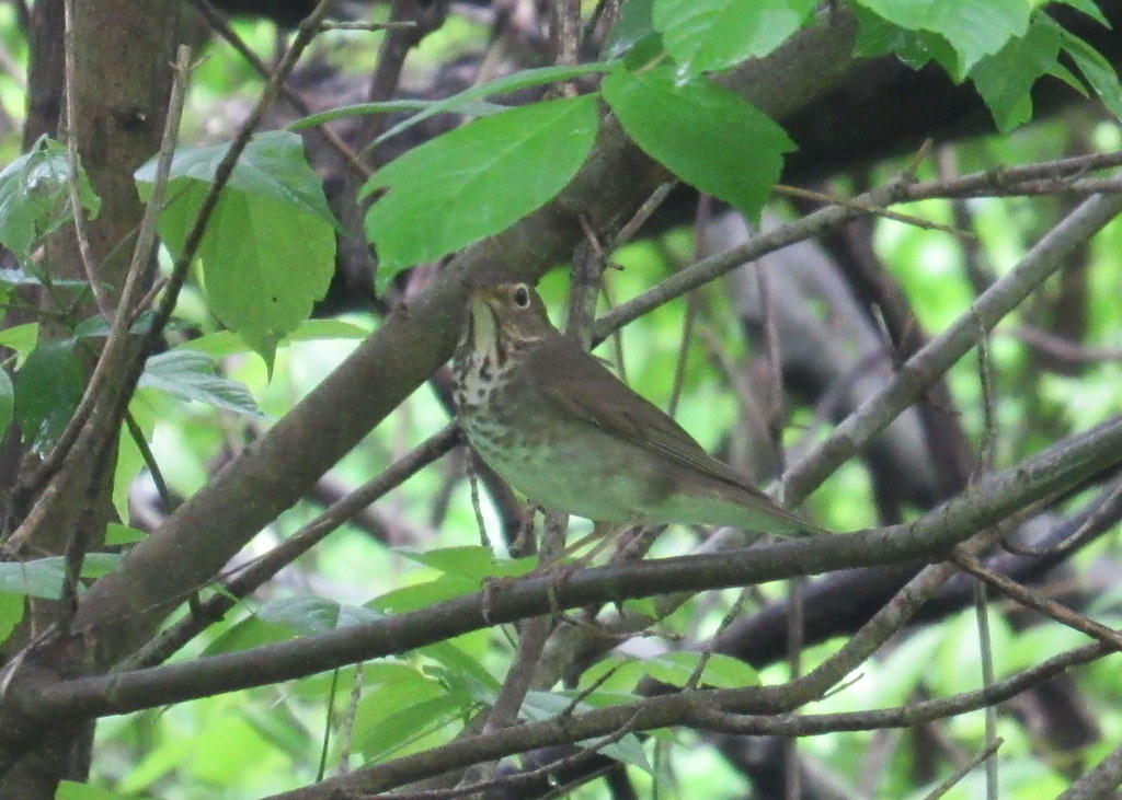 Swainson's Thrush from Union County, IL, USA on May 04, 2019 at 09:52 ...