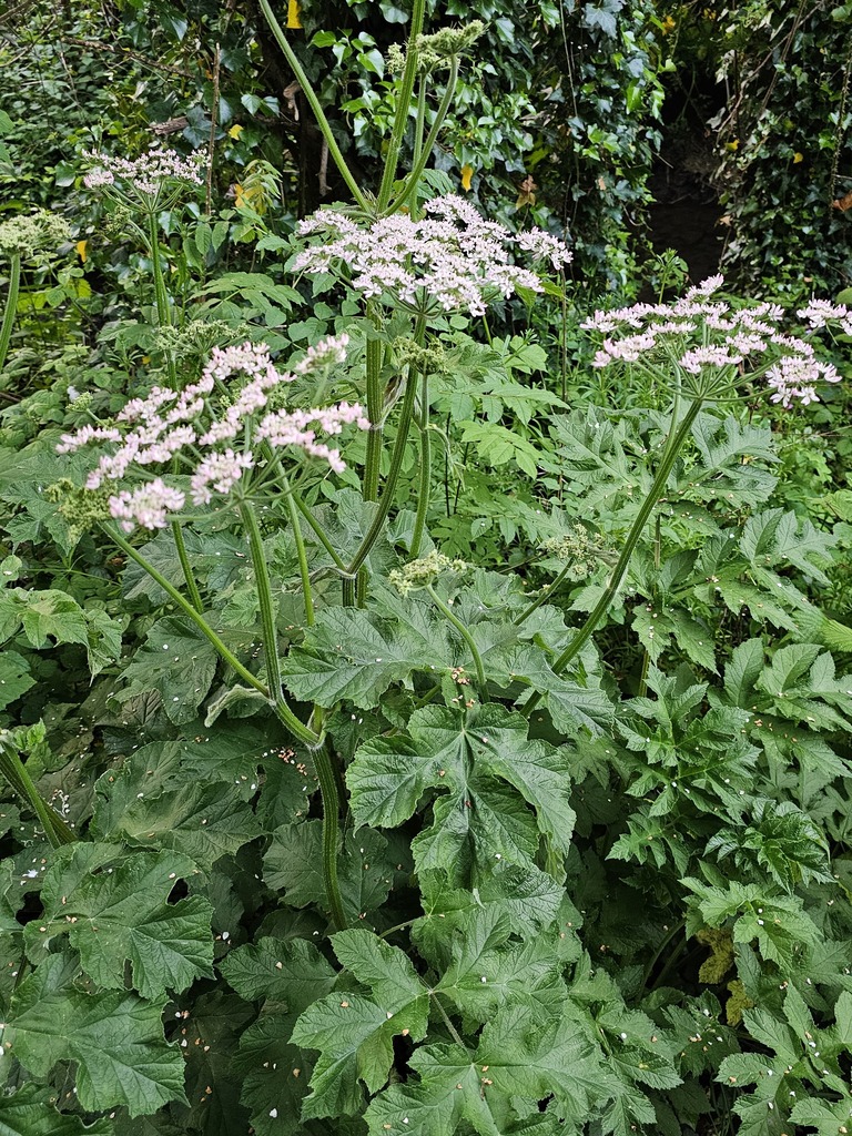 hogweed from Barrs Court, Bristol, UK on May 10, 2024 at 08:37 PM by ...