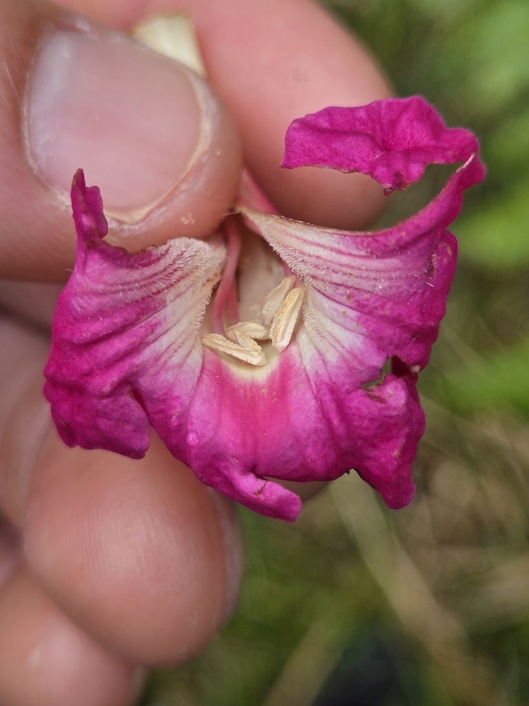 roble de sierra from Jiménez, Río Grande 00745, Puerto Rico on May 10 ...