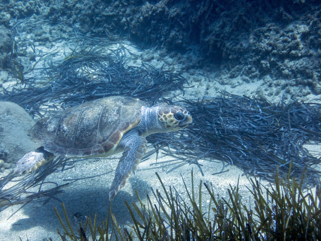 Loggerhead Sea Turtle in May 2024 by Stergios Vasilis. A youngling ...