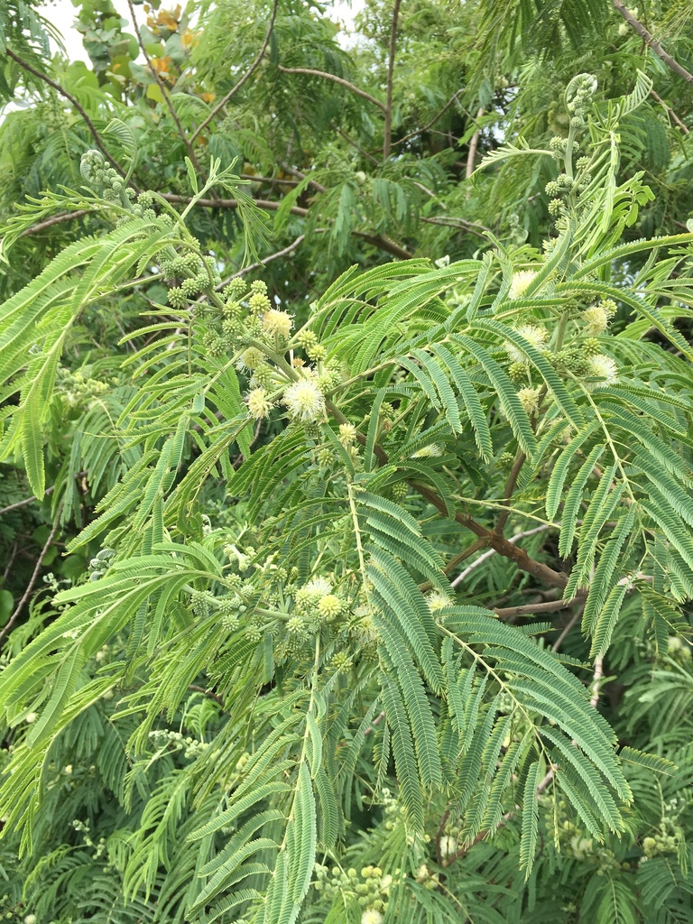 great leadtree from 600 Padre Blvd, South Padre Island, TX, US on May ...