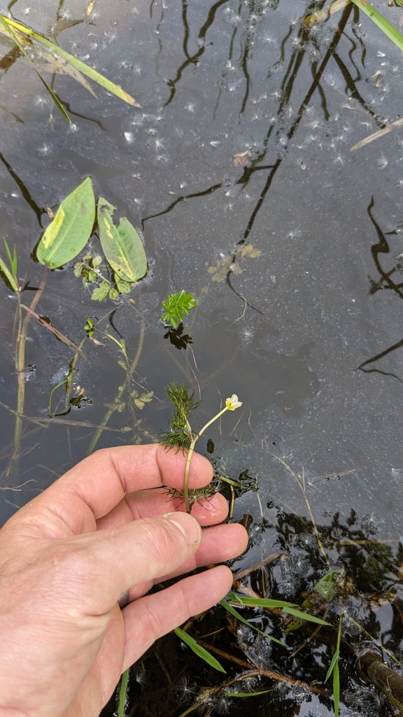 Water-crowfoots from Heswall, Wirral, UK on May 10, 2024 at 02:11 PM by ...