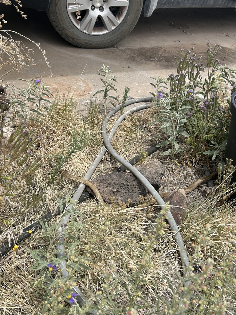 Coachwhip from Refuge Rd, Roswell, NM, US on May 10, 2024 at 12:25 PM ...