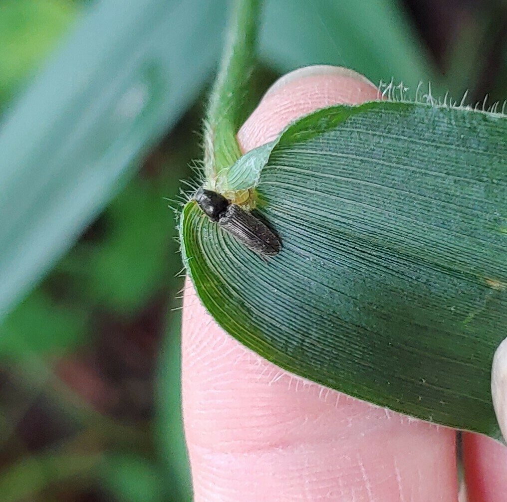 Limonius quercinus from Dekalb County, GA, USA on May 10, 2024 at 11:27 ...
