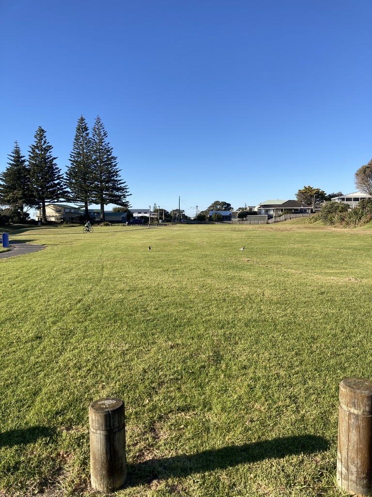 Black-shouldered Masked Lapwing from Waihi Beach, New Zealand on May 11 ...