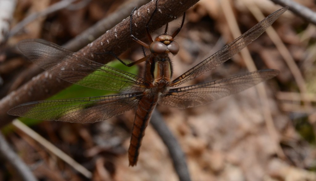 Chalk-fronted Corporal from 44.398487, -70.700404 on May 23, 2016 by ...