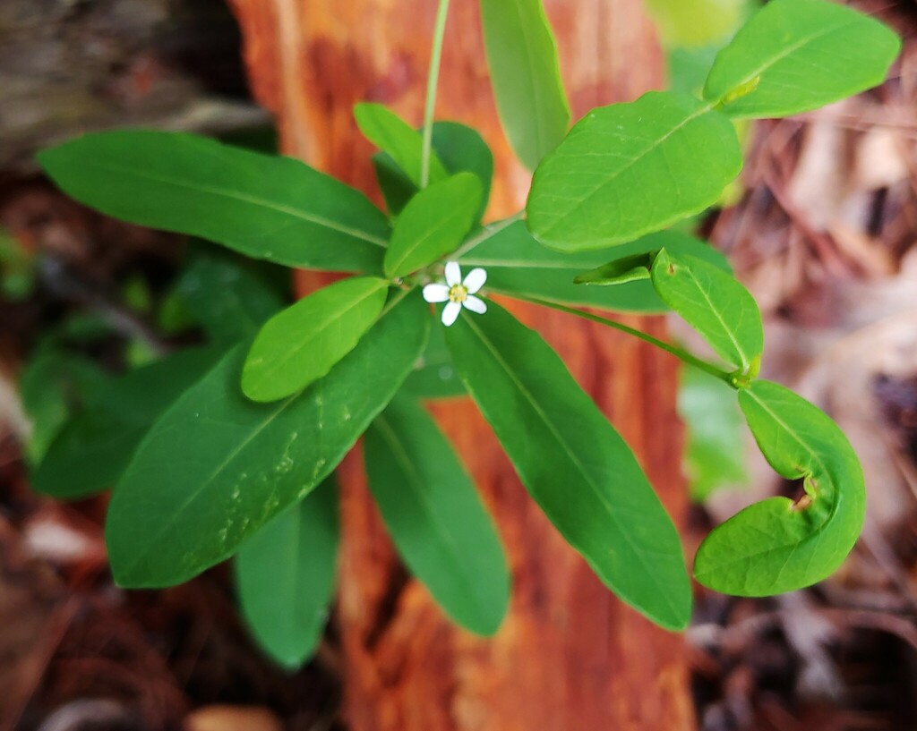 False Flowering Spurge from Dekalb County, GA, USA on May 10, 2024 at ...