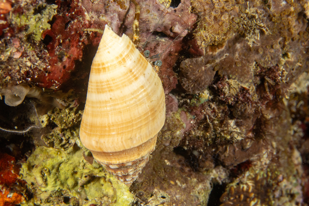 Common Spider Conch from Moalboal, PH-CB, PH on April 18, 2024 at 06:40 ...