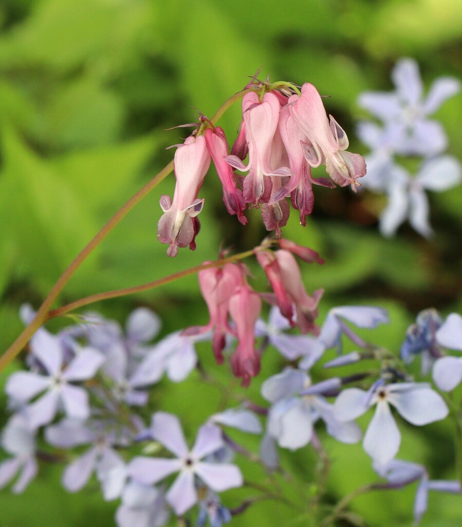 Fringed Bleeding Heart from Ramapo Mountain State Forest, Wanaque, NJ ...