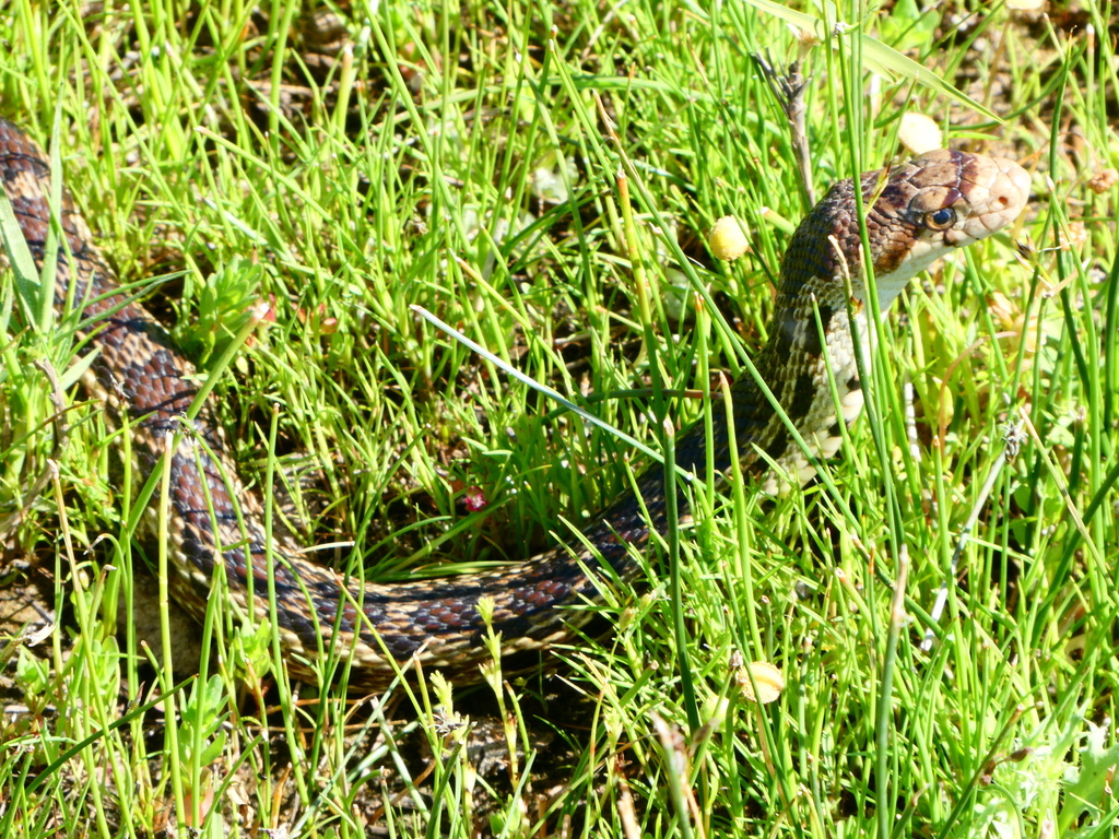 Pacific Gopher Snake from Solano County, CA, USA on May 10, 2024 at 08: ...