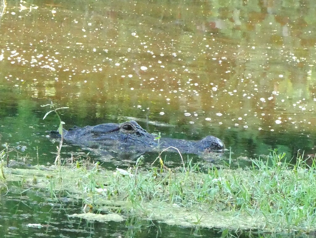 American Alligator from Friends Of Ridgecrest, Largo, FL, USA on May 10 ...