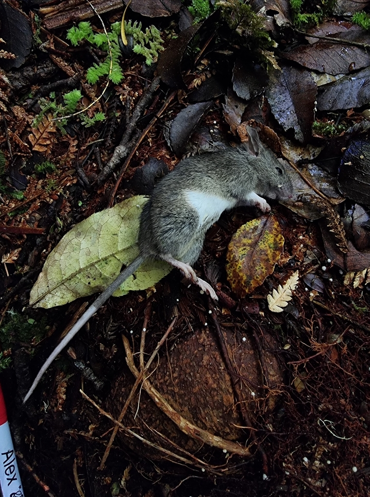 House Mouse from Franz Josef / Waiau 7886, New Zealand on May 11, 2024 ...