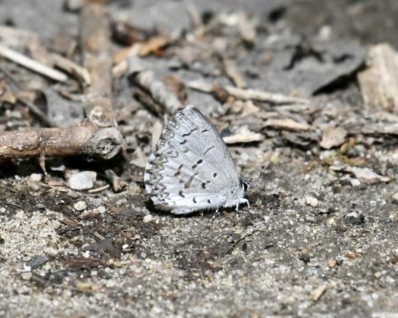 Northern Azure from Leeds and Grenville United Counties, ON, Canada on ...