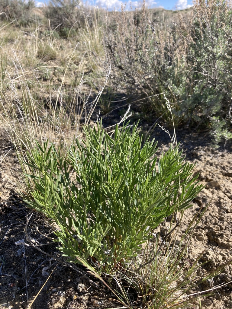 Gray's Milkvetch from Washakie County, US-WY, US on May 10, 2024 at 04: ...