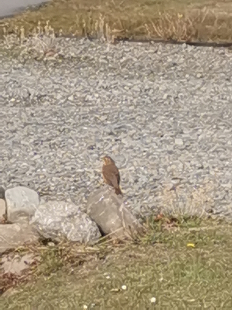 Song Thrush from Waikuku Beach, New Zealand on May 11, 2024 at 11:15 AM ...