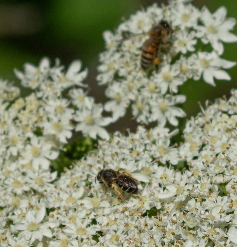 Furrow Bees from Delta, BC, Canada on May 9, 2024 at 11:21 AM by John ...