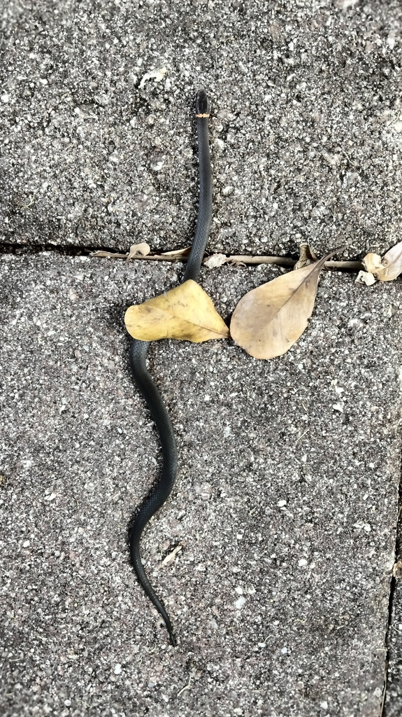 ring-necked snake from Pinecrest, FL 33156, USA on May 8, 2024 at 10:15 ...