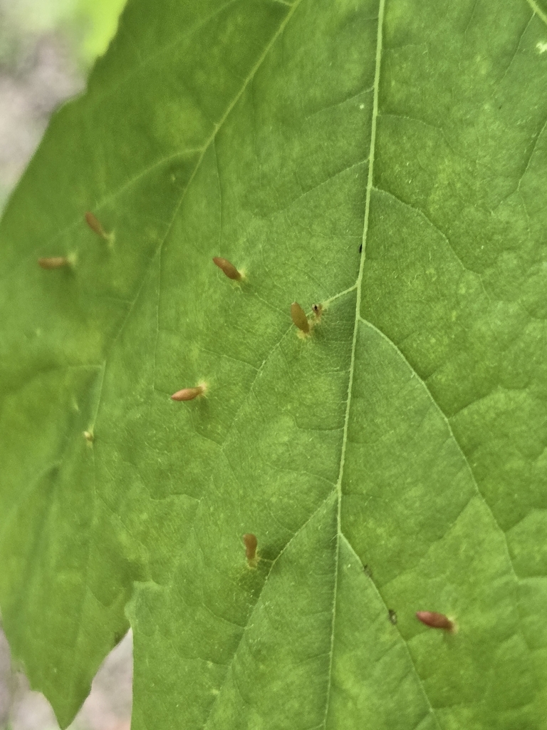Maple Spindle Gall Mite from Millcreek Township, PA, USA on May 10 ...