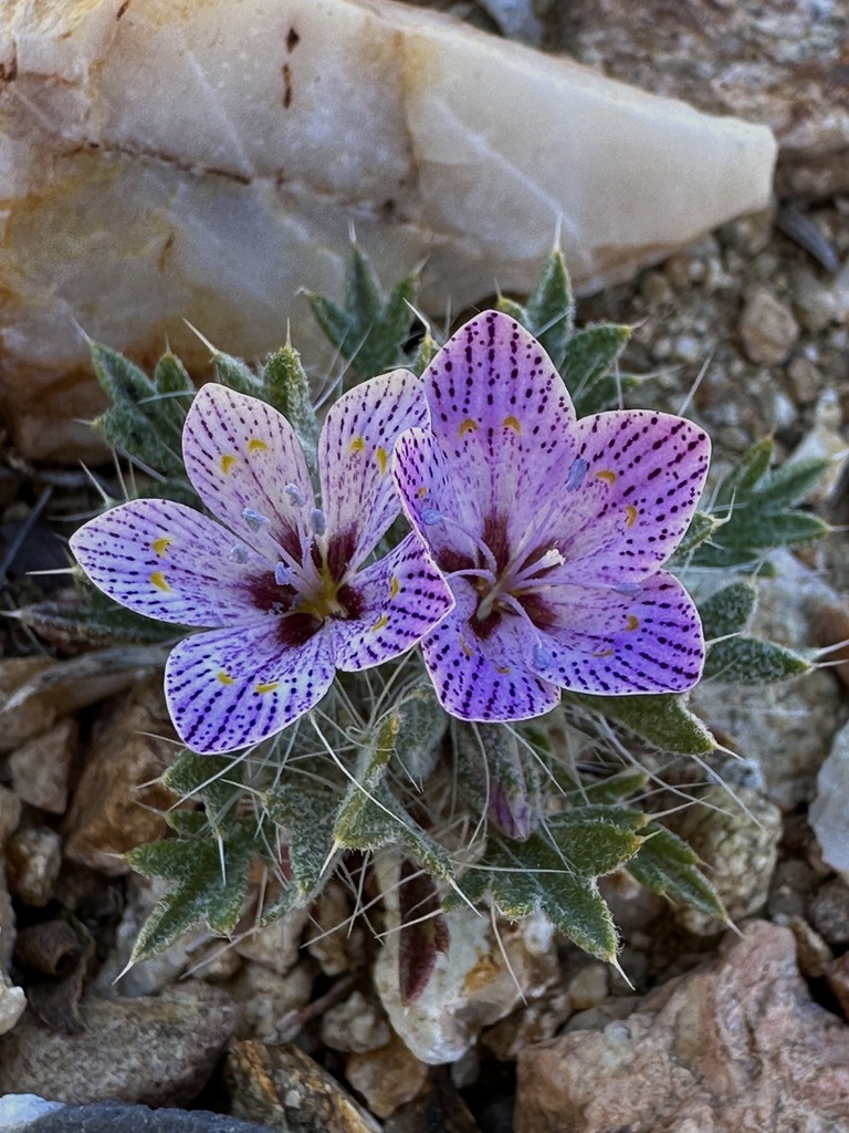 Langloisia setosissima punctata in May 2024 by James Bardo · iNaturalist