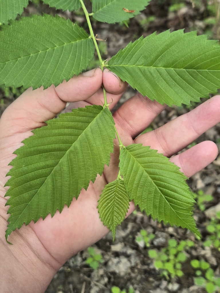 American elm from Millcreek Township, PA, USA on May 10, 2024 at 05:15 ...