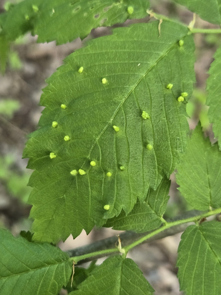 Elm Leaf Gall Mite from Millcreek Township, PA, USA on May 10, 2024 at ...
