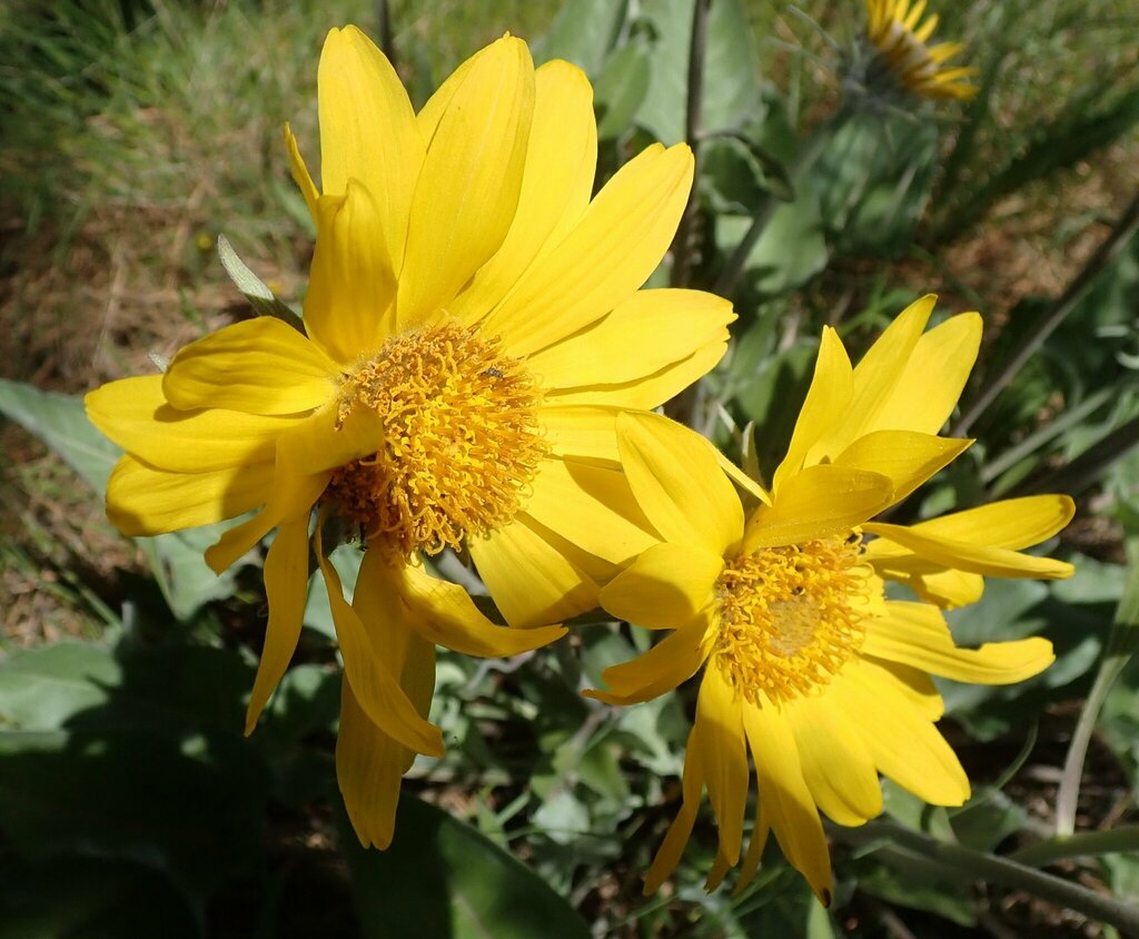 arrowleaf balsamroot from Carlton, WA, USA on May 10, 2024 at 11:51 AM ...
