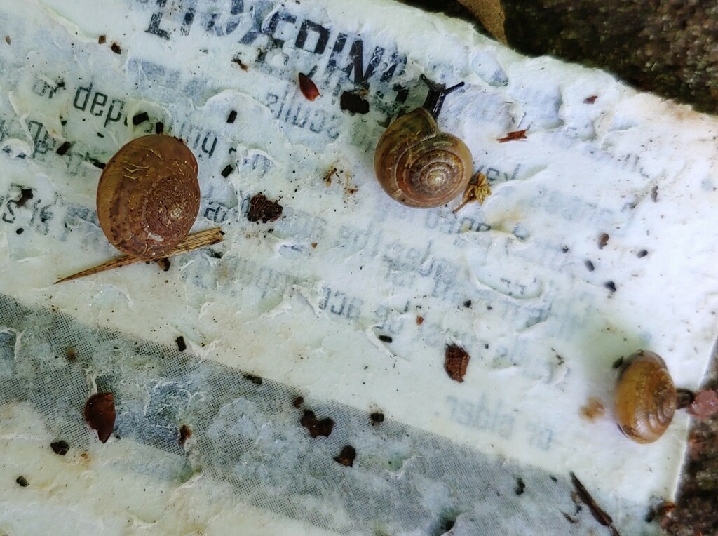 Globose Dome Snail from Dekalb County, GA, USA on May 10, 2024 at 10:07 ...