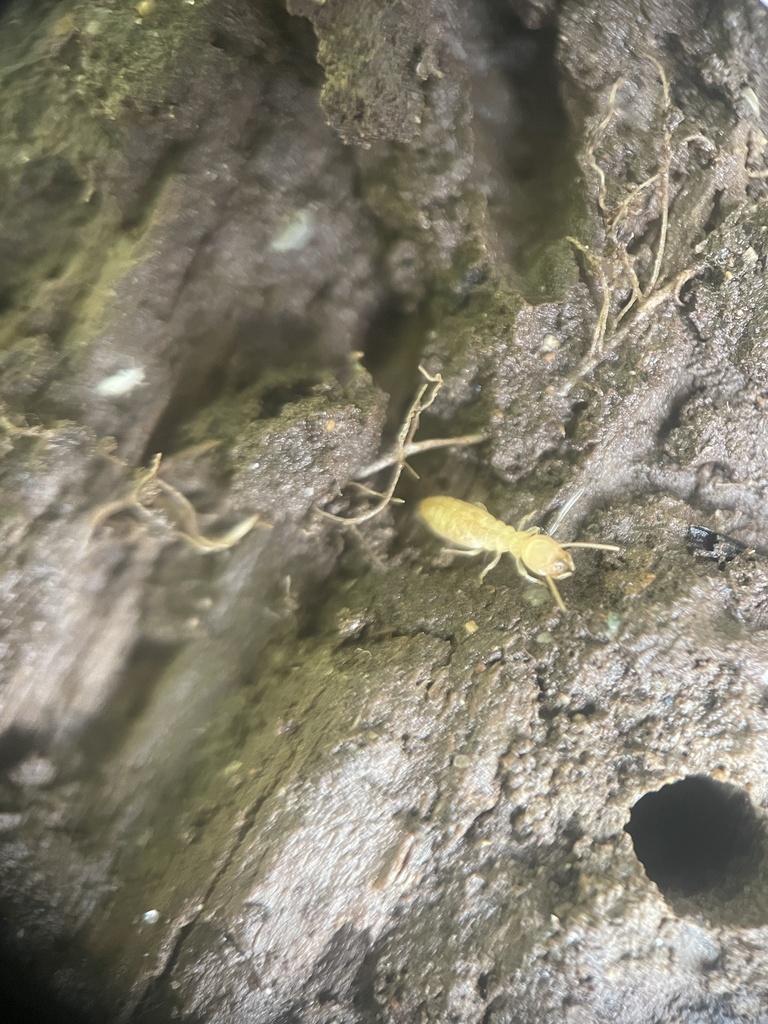 Eastern Subterranean Termite from Haisley, Ann Arbor, MI, US on May 10 ...