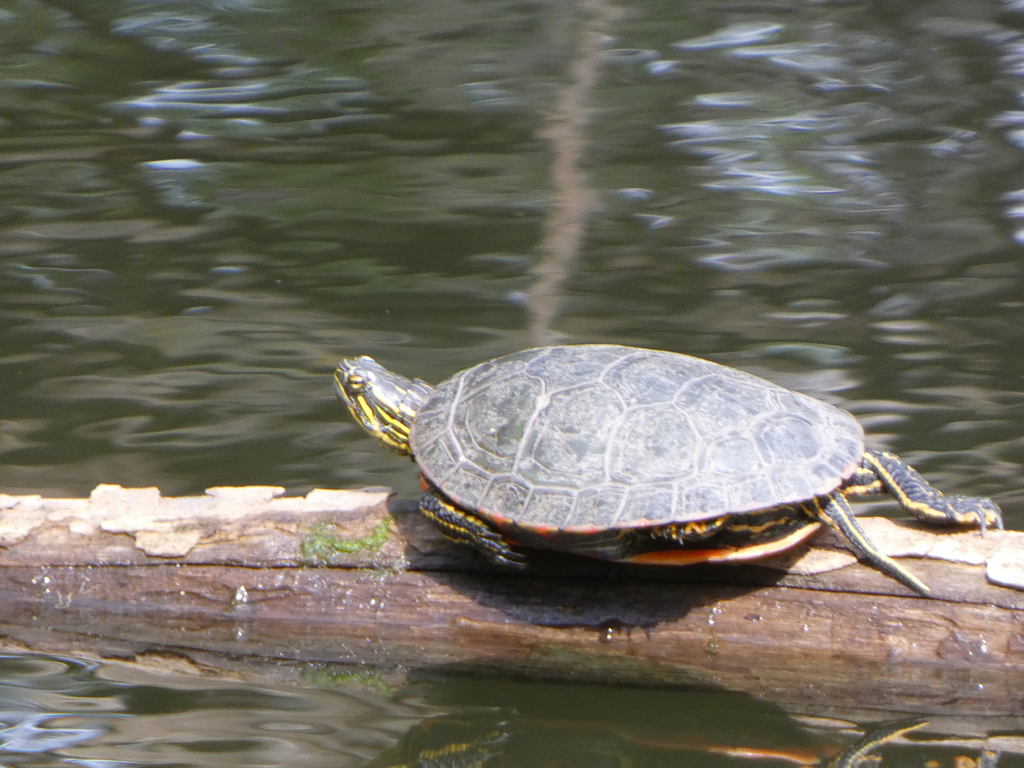 Painted Turtle from South Central Omaha, Omaha, NE, USA on May 10, 2024 ...