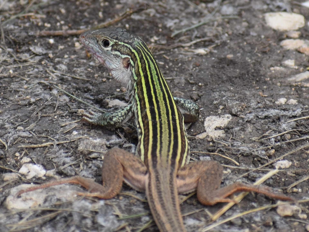 Common Spotted Whiptail from Live Oak, TX, USA on May 10, 2024 by Chris ...
