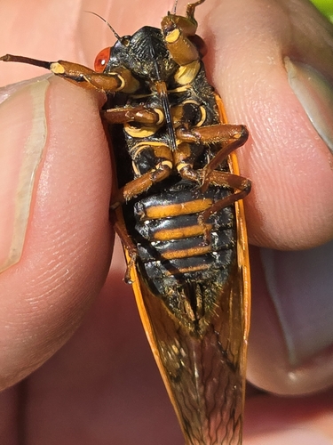 Magicicada tredecula · NaturaLista Colombia