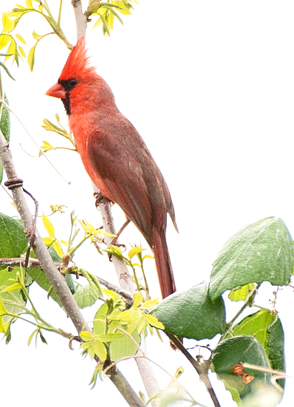 Northern Cardinal from Kendall County, TX, USA on April 14, 2024 at 09: ...