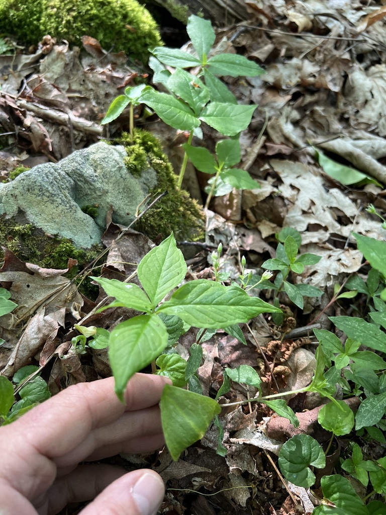 jack-in-the-pulpits and cobra lilies from Randolph County, WV, USA on ...