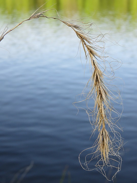 Canada wild rye (Cottonwood Woodlands of Theodore Roosevelt National ...