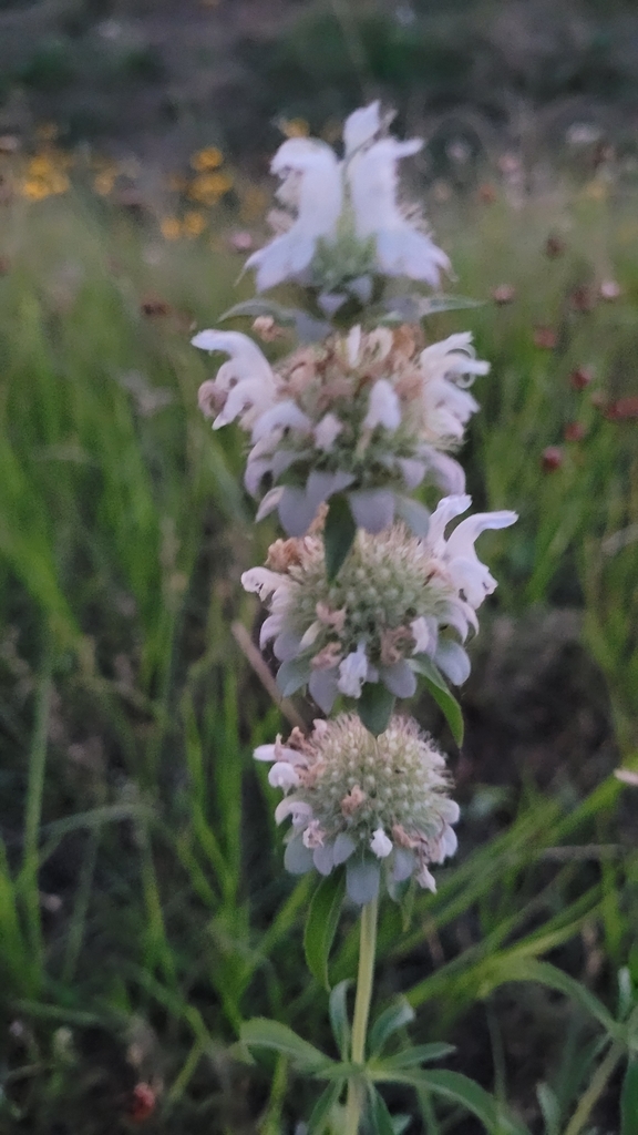 lemon beebalm from Humble, TX, USA on May 10, 2024 at 08:25 PM by Brian ...