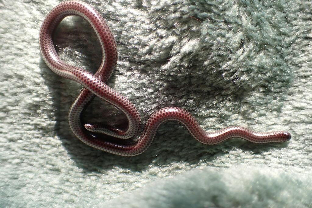 Peter's Thread Snake from Jakkalsbessie, Malelane, South Africa on May 2, 2024 at 03:38 PM by ...