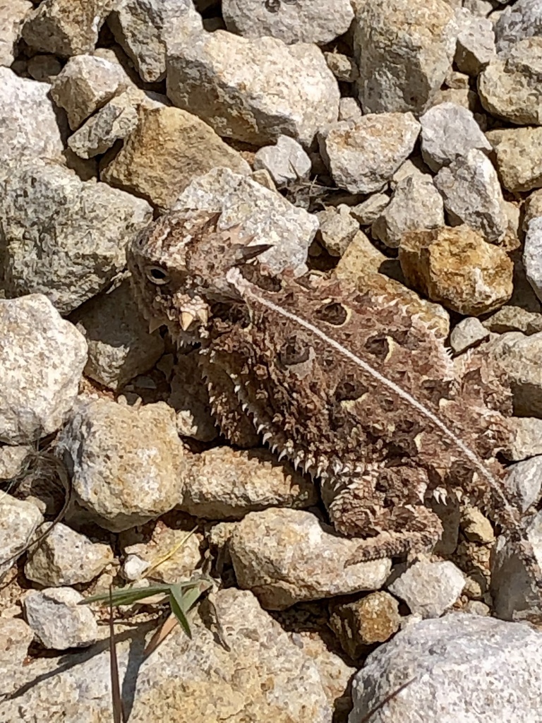Texas Horned Lizard in May 2024 by Todd Fitzgerald · iNaturalist