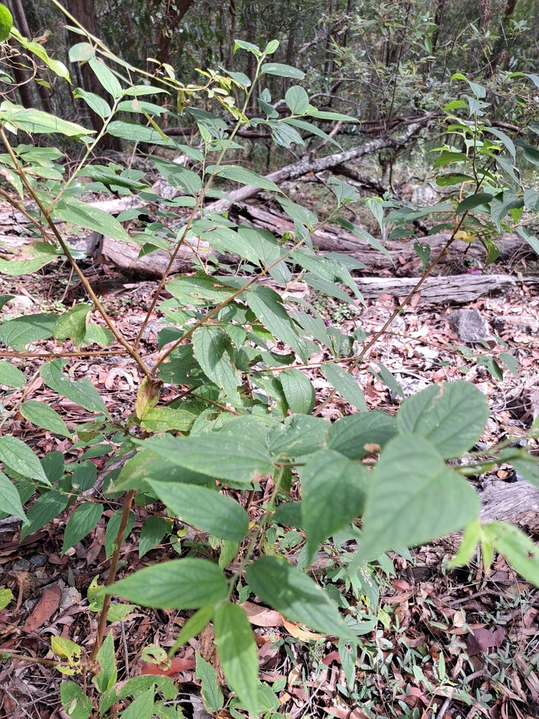 Nettle Tree from Mount Gravatt QLD 4122, Australia on May 11, 2024 at ...