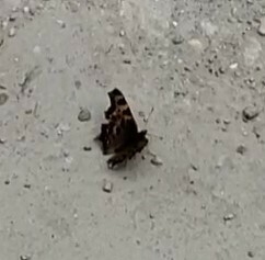 Compton Tortoiseshell from Fraser-Fort George, BC, Canada on May 10 ...