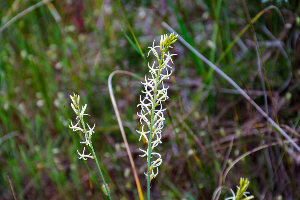 Winged Stackhousia from Perth WA, Australia on September 23, 2023 at 09 ...