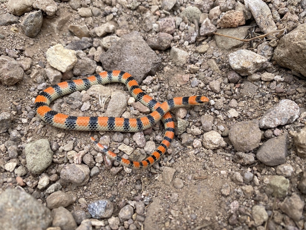 Ground Snake from Ivins, UT, US on May 10, 2024 at 04:12 PM by rykett ...