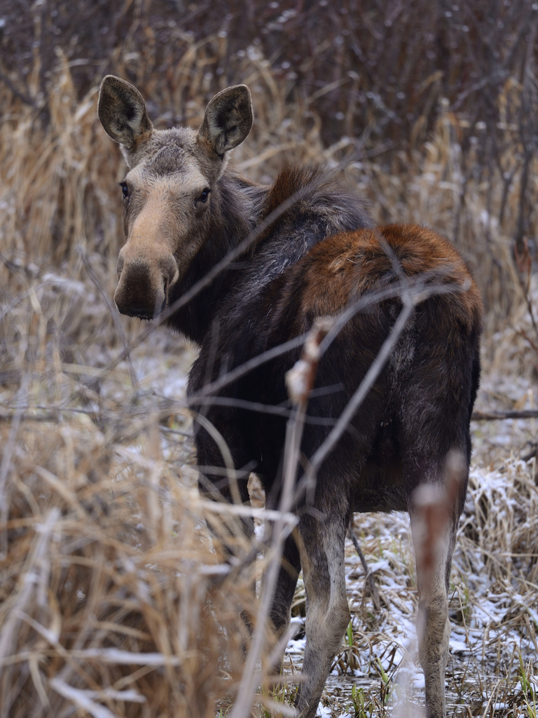 Northwestern Moose from Division No. 8, AB, Canada on May 01, 2019 at ...