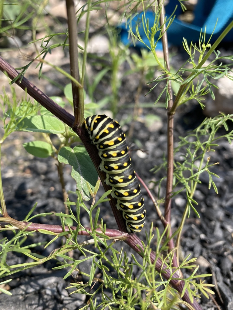 Black Swallowtail from Travis Southwest, Austin, TX, US on May 10, 2024 ...