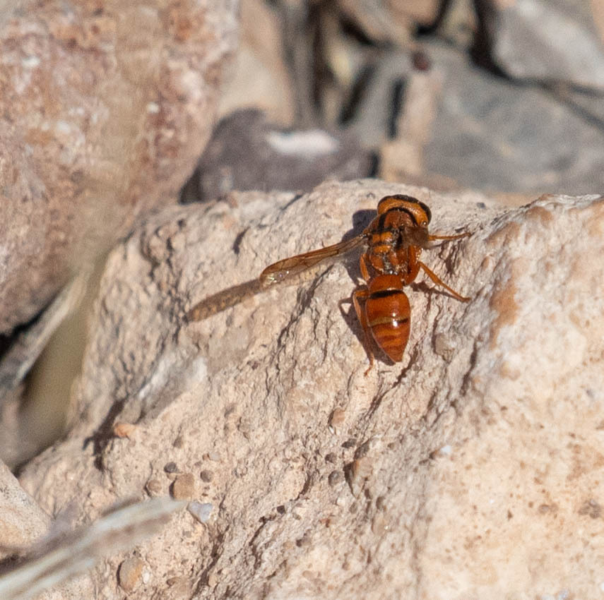 Pterocheilus sinopis from Cochise County, AZ, USA on April 29, 2024 at ...