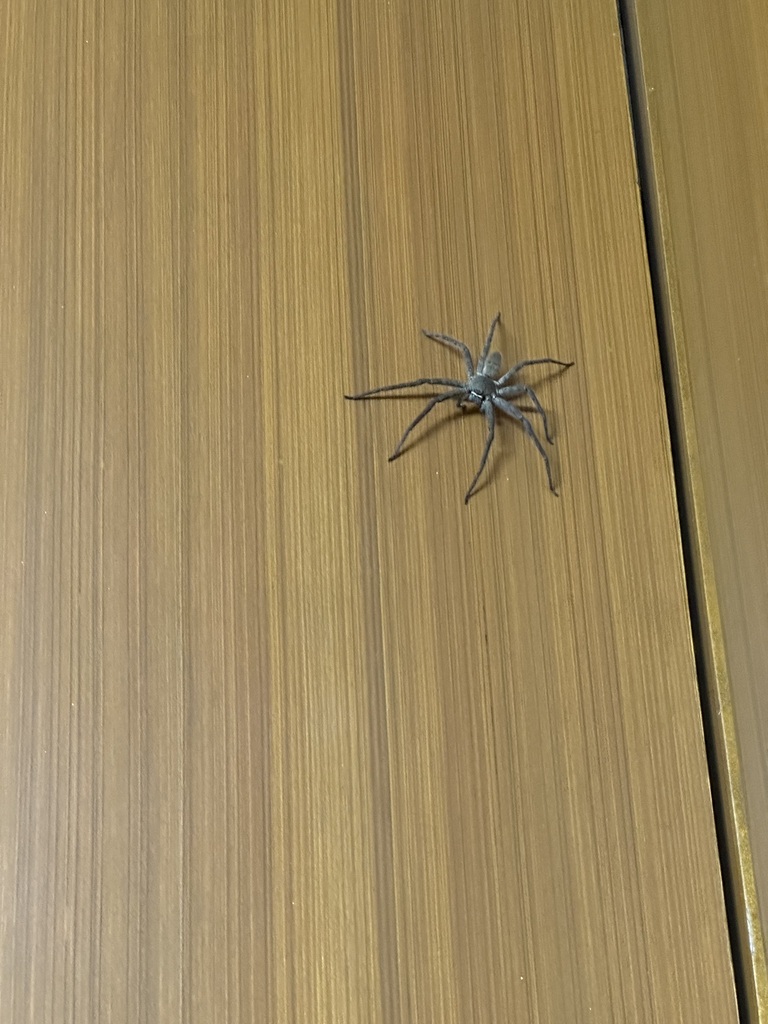 Pantropical Huntsman Spider from Khok Yang, Prakhon Chai District, Buri ...