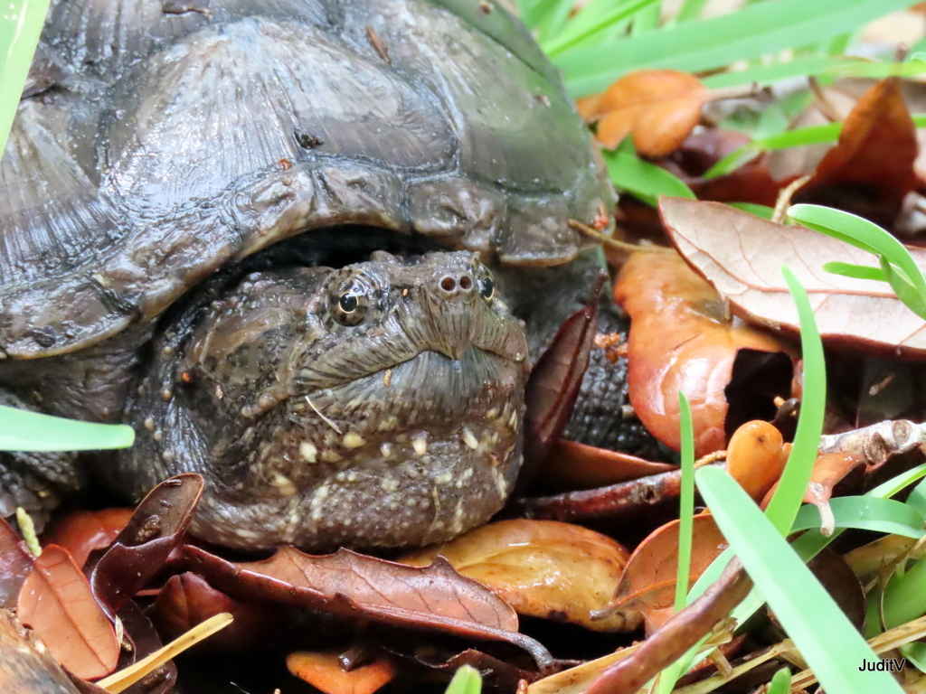 Common Snapping Turtle from Country Club Estates, GA 31525, USA on May ...