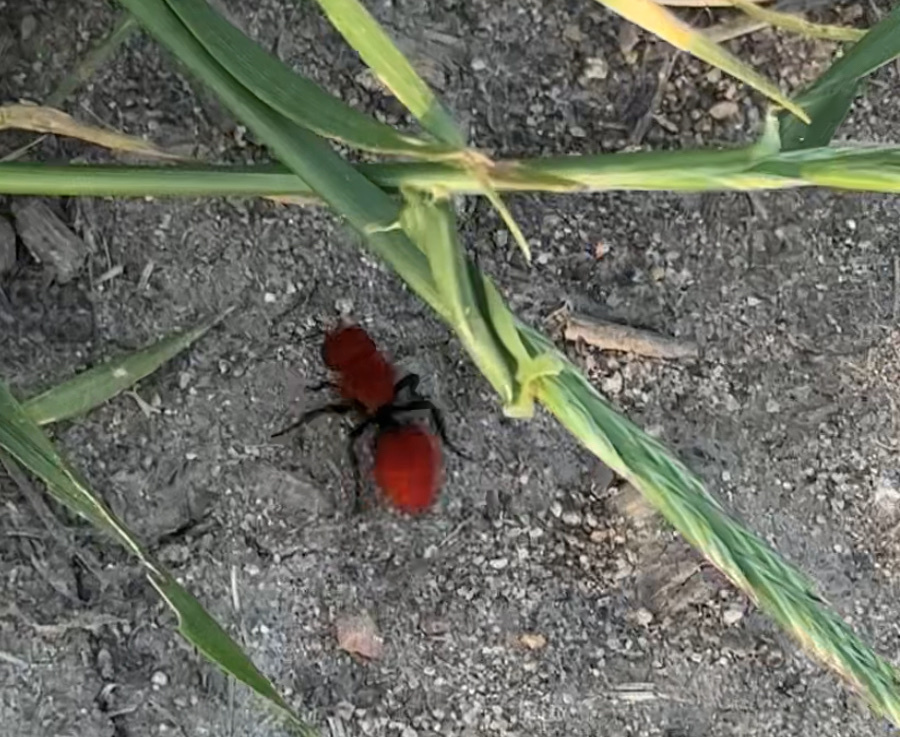 Pacific Velvet Ant from Mission Trails Regional Park, San Diego, CA, US ...