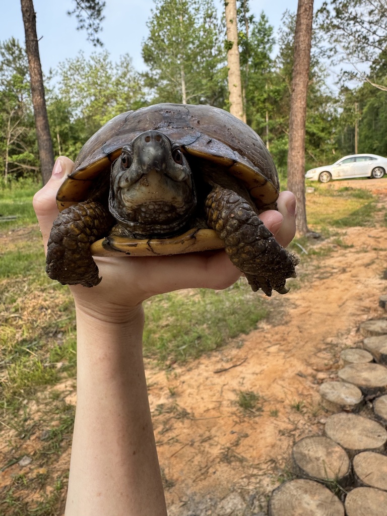 Gulf Coast Box Turtle in May 2024 by jadenhendrix · iNaturalist